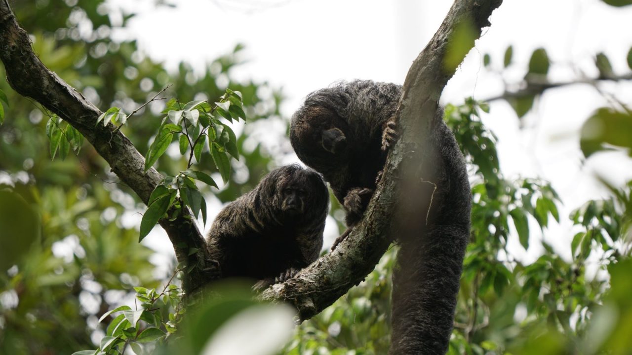 The Best of Ecuadorian Amazon Rainforest - Aguas Negras River Lodge